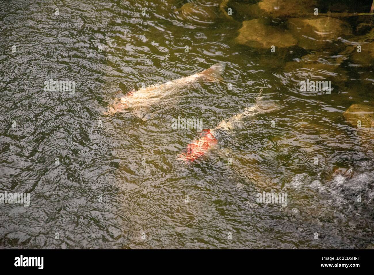 Close up shot aquatic fish hi-res stock photography and images - Alamy