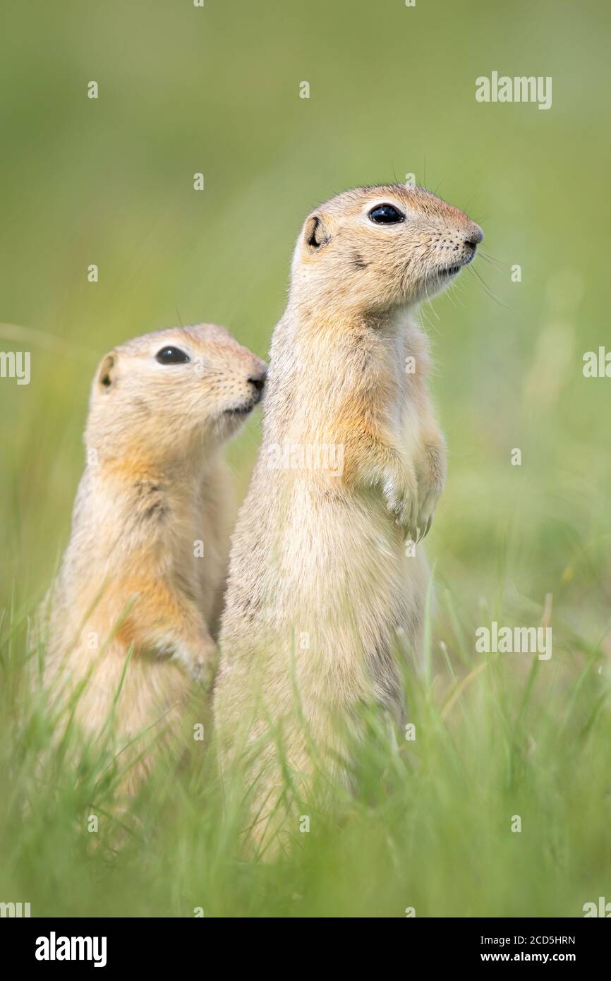 Richardson ground squirrel Stock Photo - Alamy