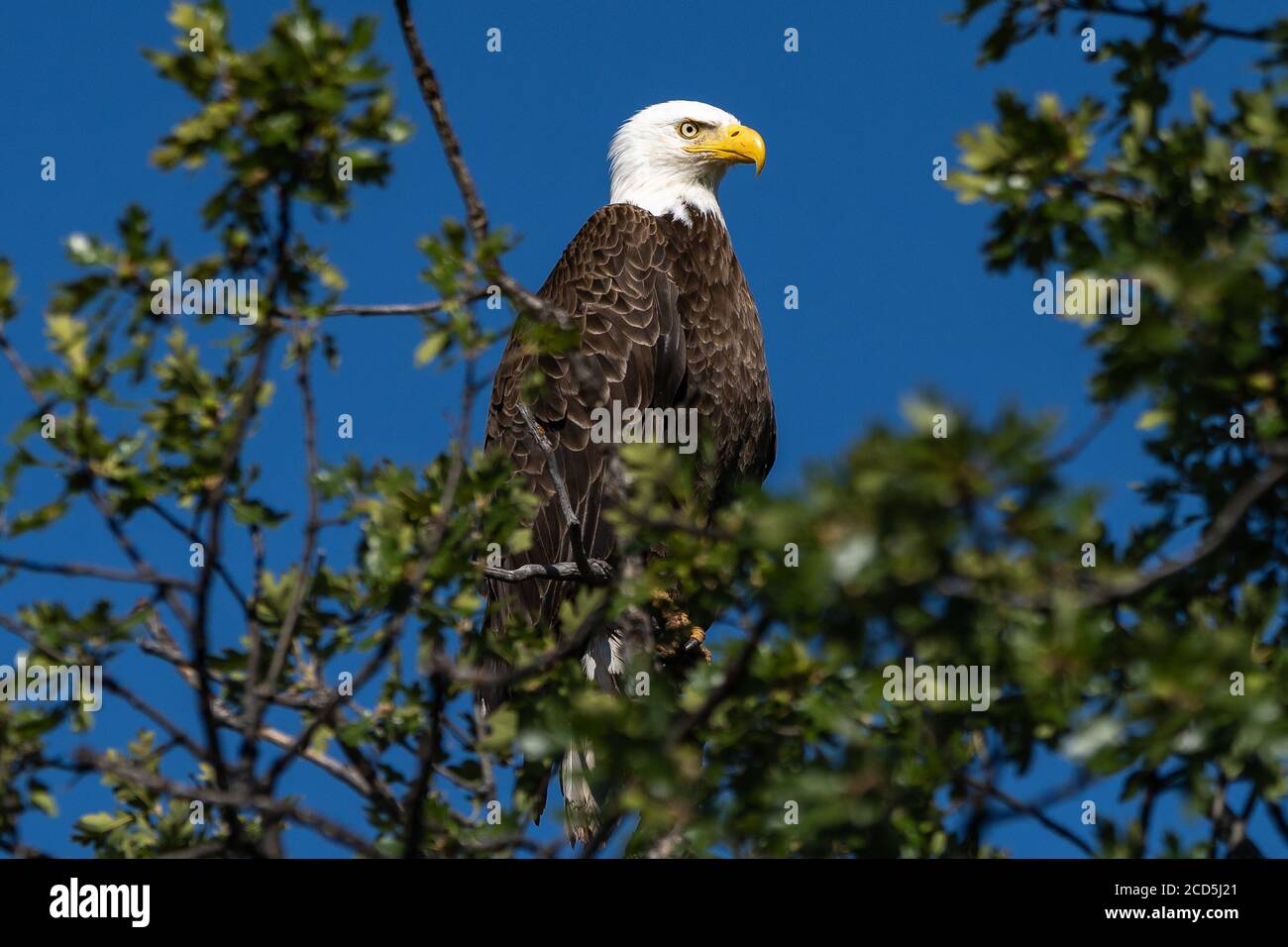 Eagle feathers hi-res stock photography and images - Alamy