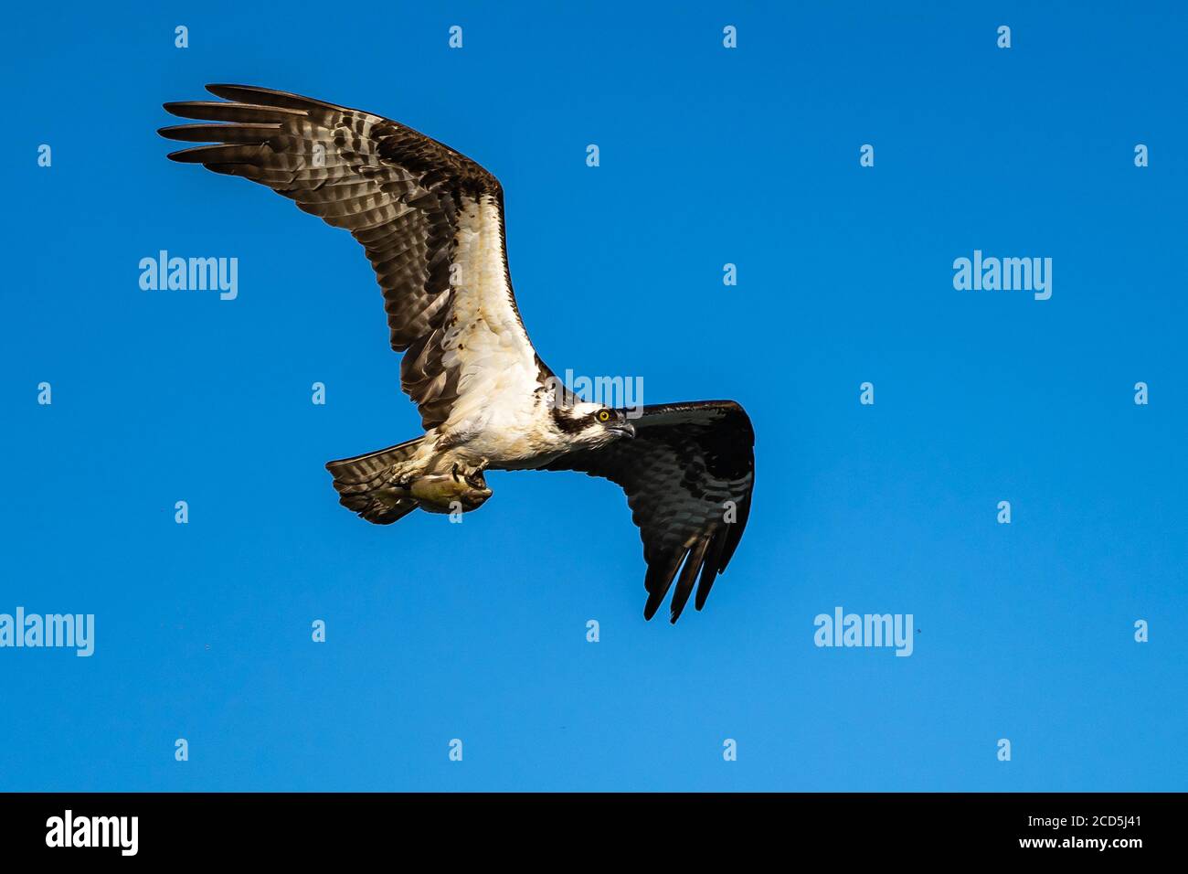 Osprey flying with a fish in its talons. Oregon, Ashland, Emigrant Lake ...
