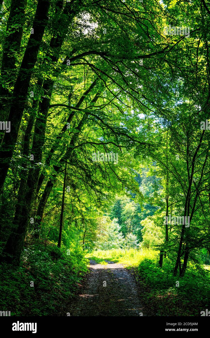 Dirt road through lush green forest in springtime Stock Photo - Alamy