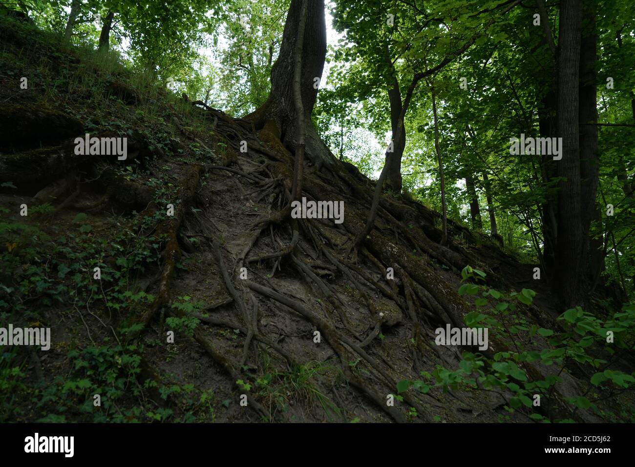 Giant roots of the trees in the creepy forest Stock Photo - Alamy