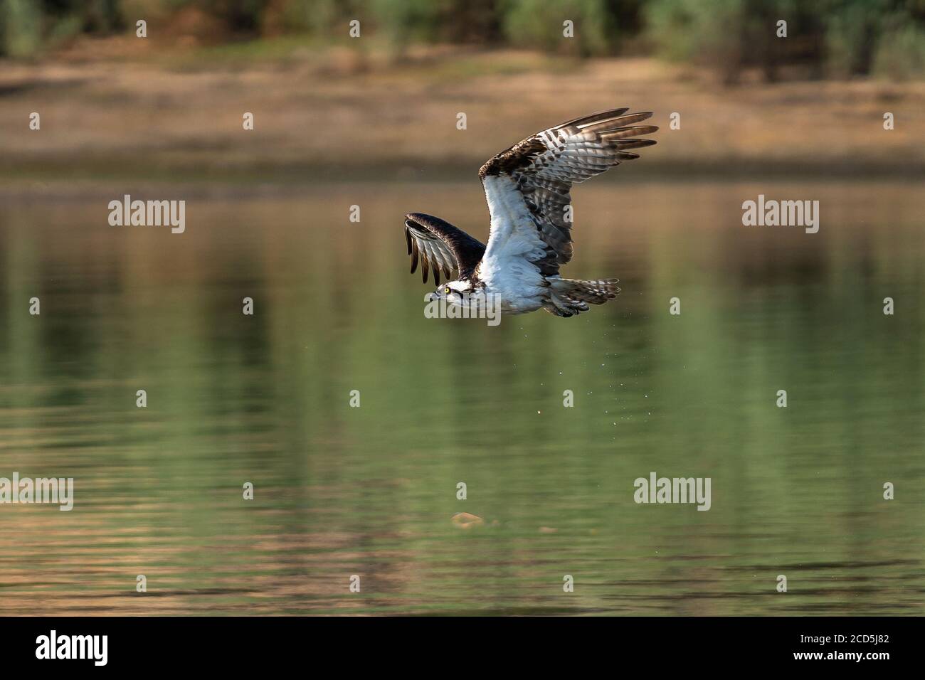 Osprey flying in-flight. Oregon, Ashland, Emigrant Lake, Summer Stock ...