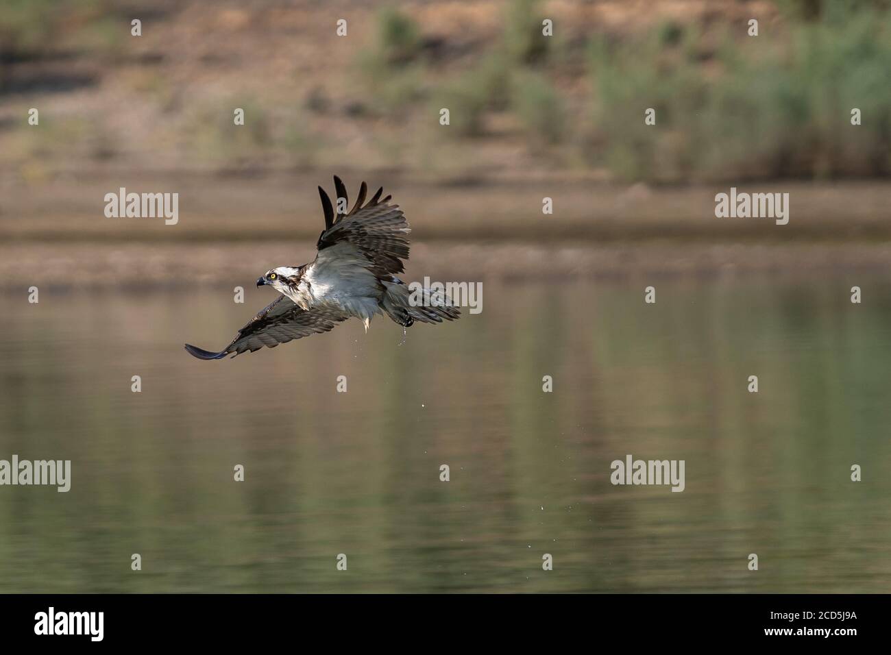 Osprey flying in-flight. Oregon, Ashland, Emigrant Lake, Summer Stock ...