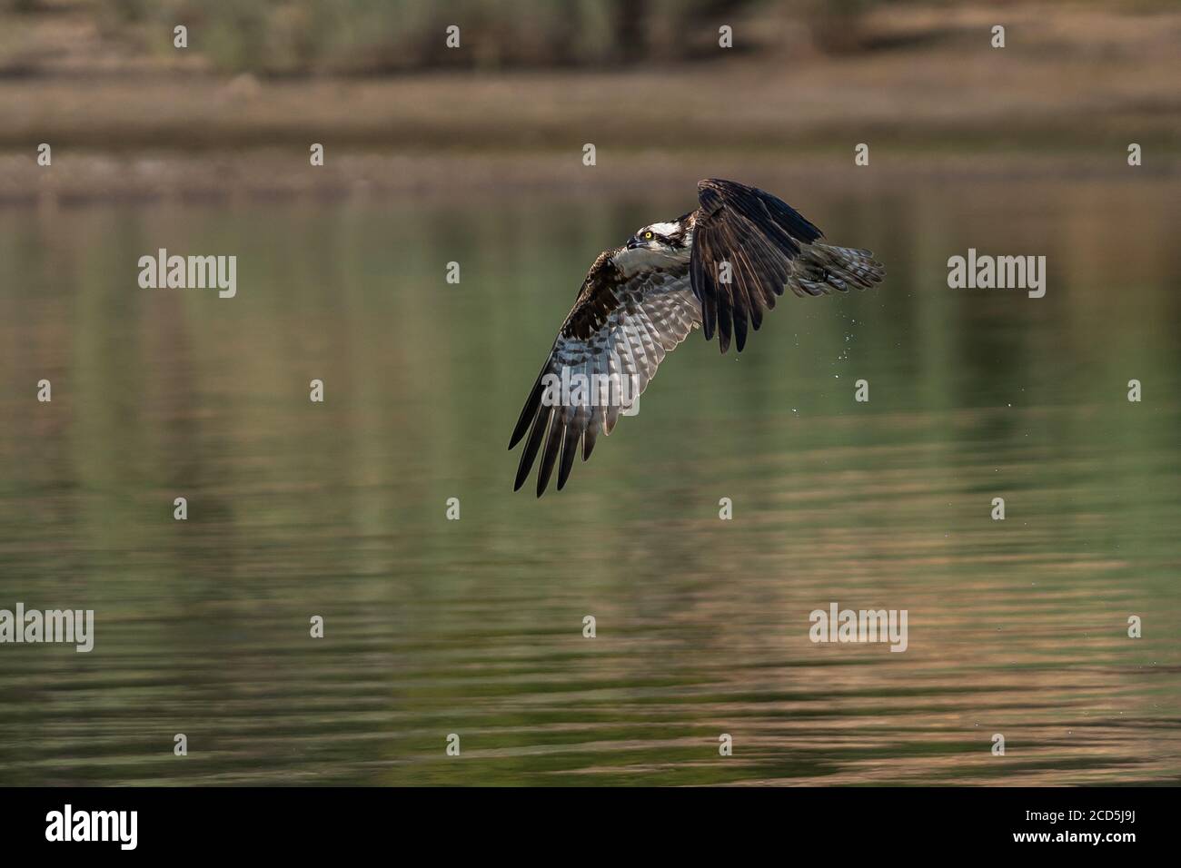 Osprey flying in-flight. Oregon, Ashland, Emigrant Lake, Summer Stock ...