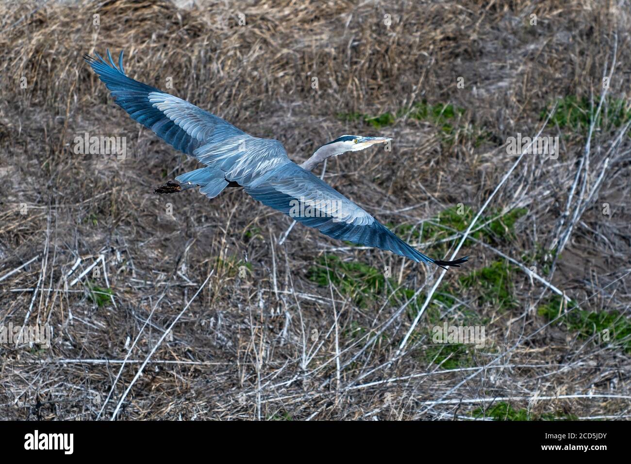 Flying great blue heron hi-res stock photography and images - Alamy