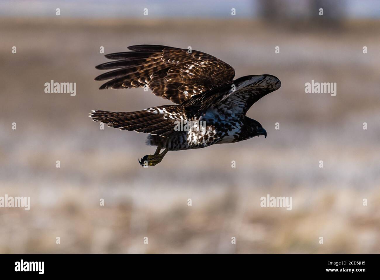 Red-tailed hawk in flight hawks flying, Oregon, Merrill, Lower Klamath ...