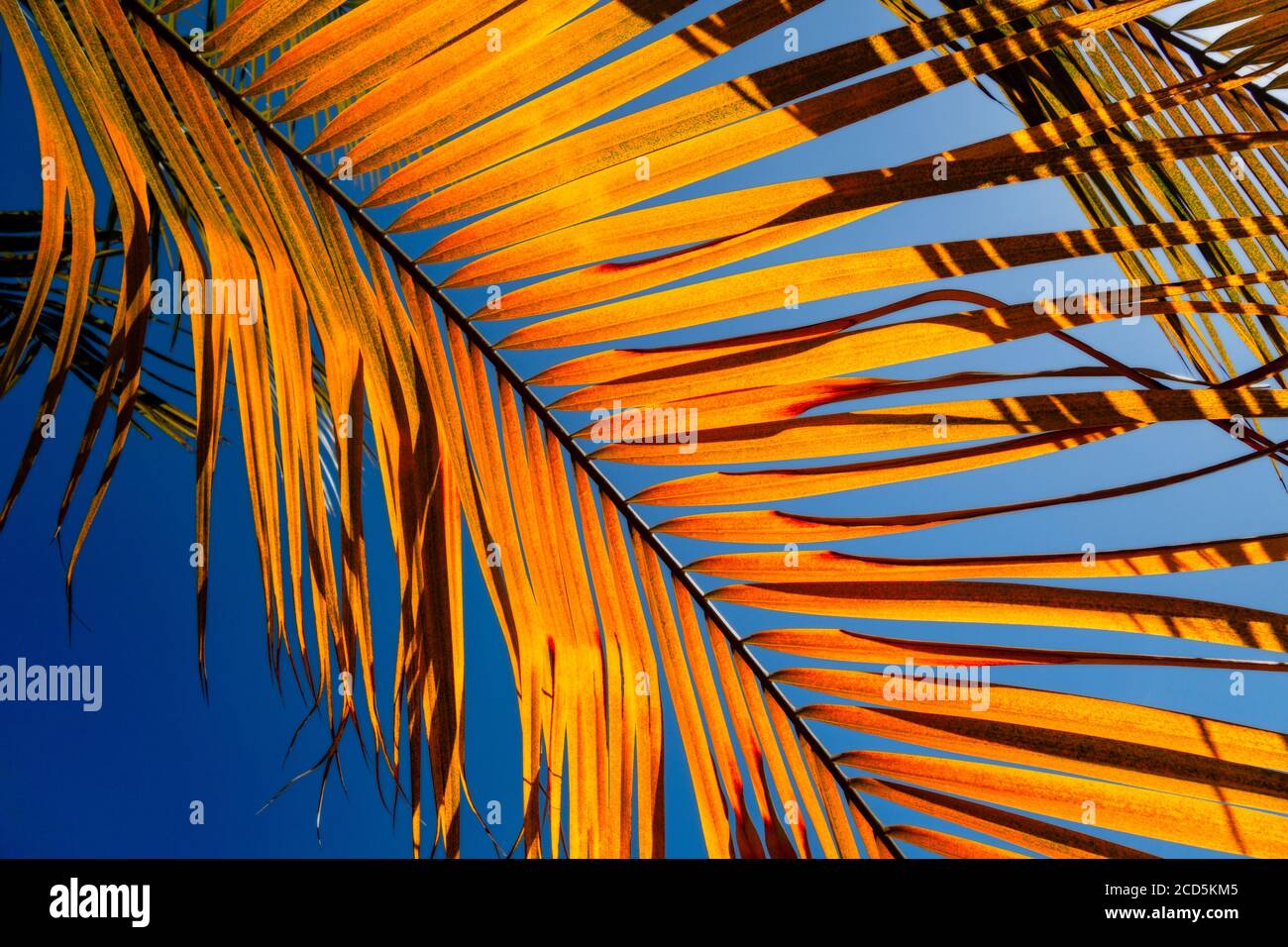 Botany palm tree hi-res stock photography and images - Alamy