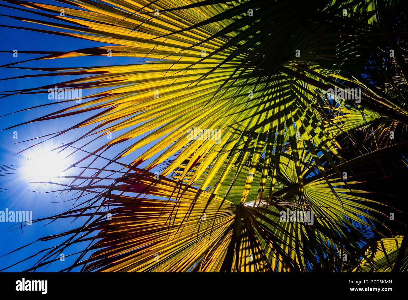 Tree about to leaf hi-res stock photography and images - Alamy