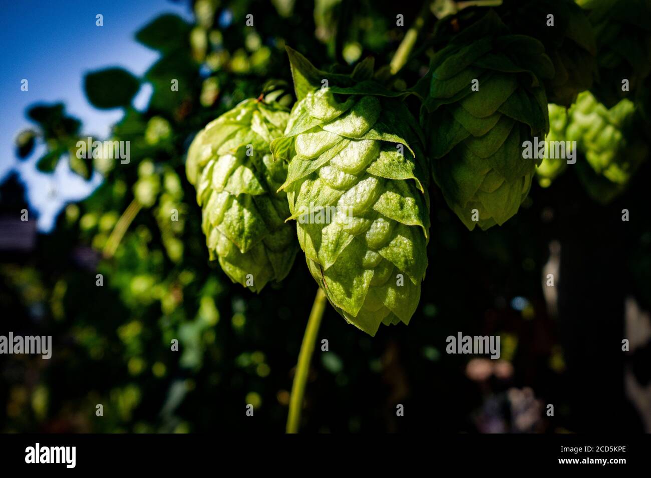 Growing hops hi-res stock photography and images - Alamy