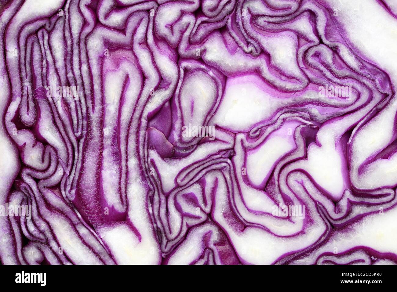 Macro red cabbage detail in violet-white colors, background texture ...