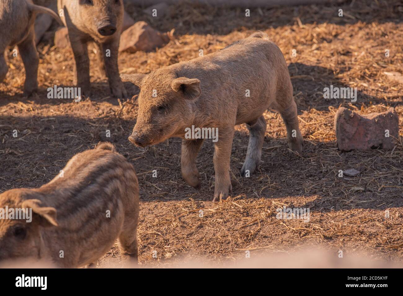 Mangalica a Hungarian breed of domestic pig. Pig mangalitsa Stock Photo ...