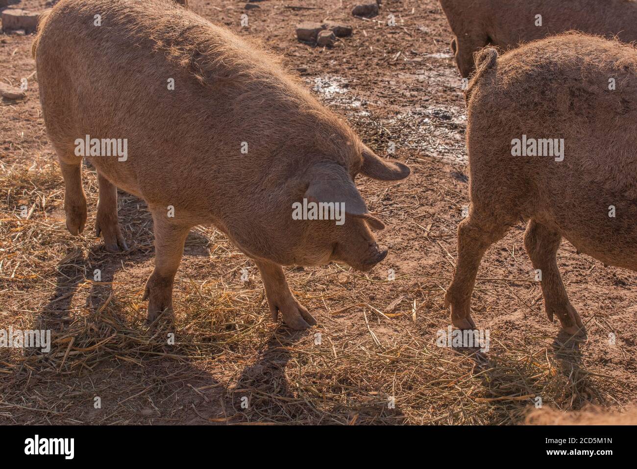 Mangalica a Hungarian breed of domestic pig. Pig mangalitsa Stock Photo ...