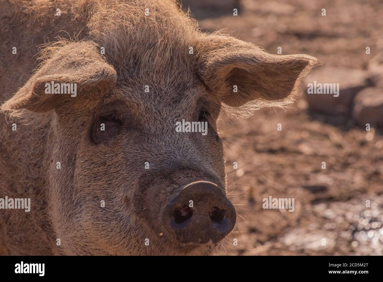 Mangalica a Hungarian breed of domestic pig. Pig mangalitsa Stock Photo ...