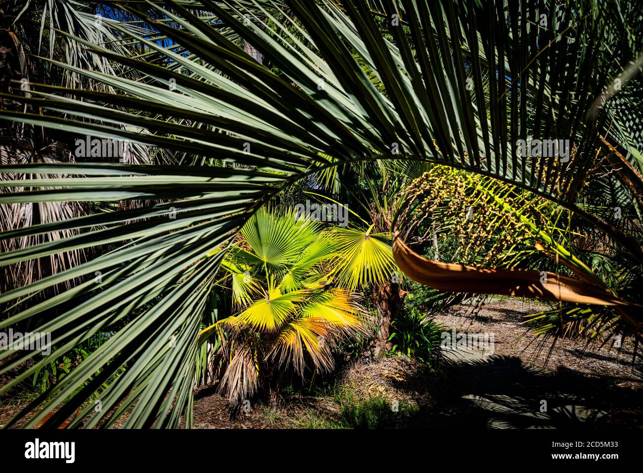 Palm tree leaf hi-res stock photography and images - Alamy