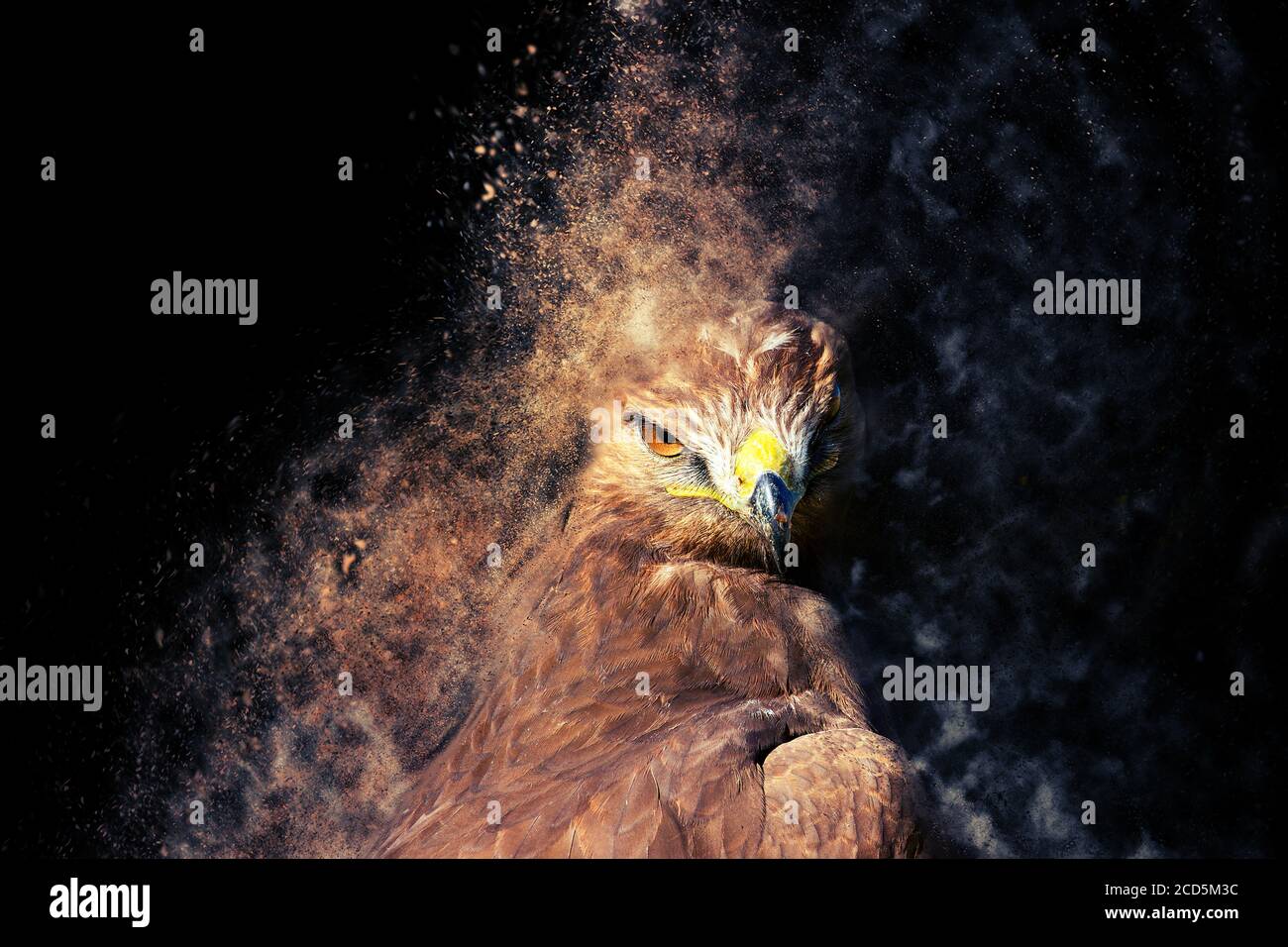Flying bird. Dispersion, splatter effect. Black background Stock Photo ...