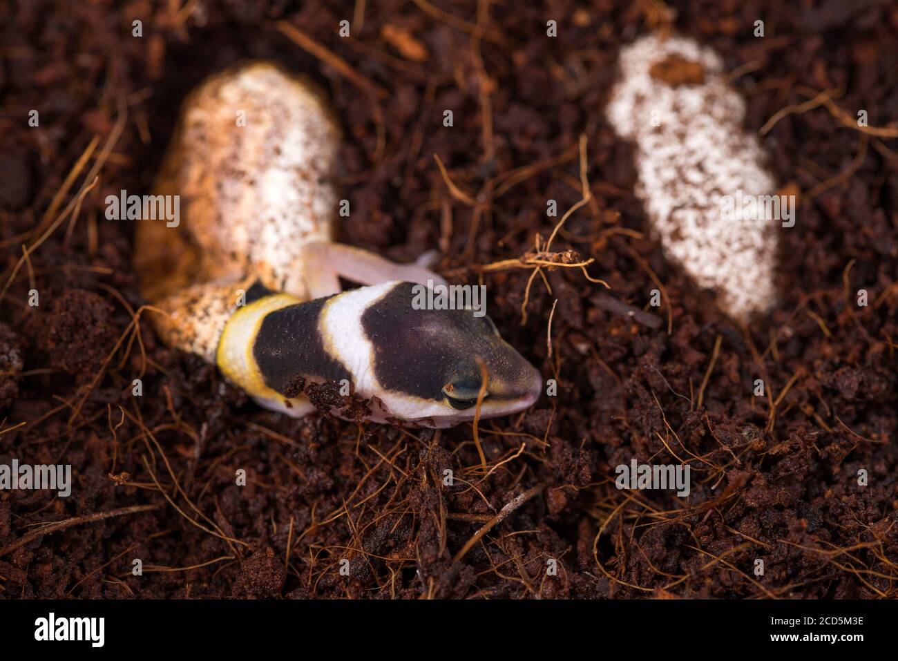 Baby Leopard Gecko Hatching