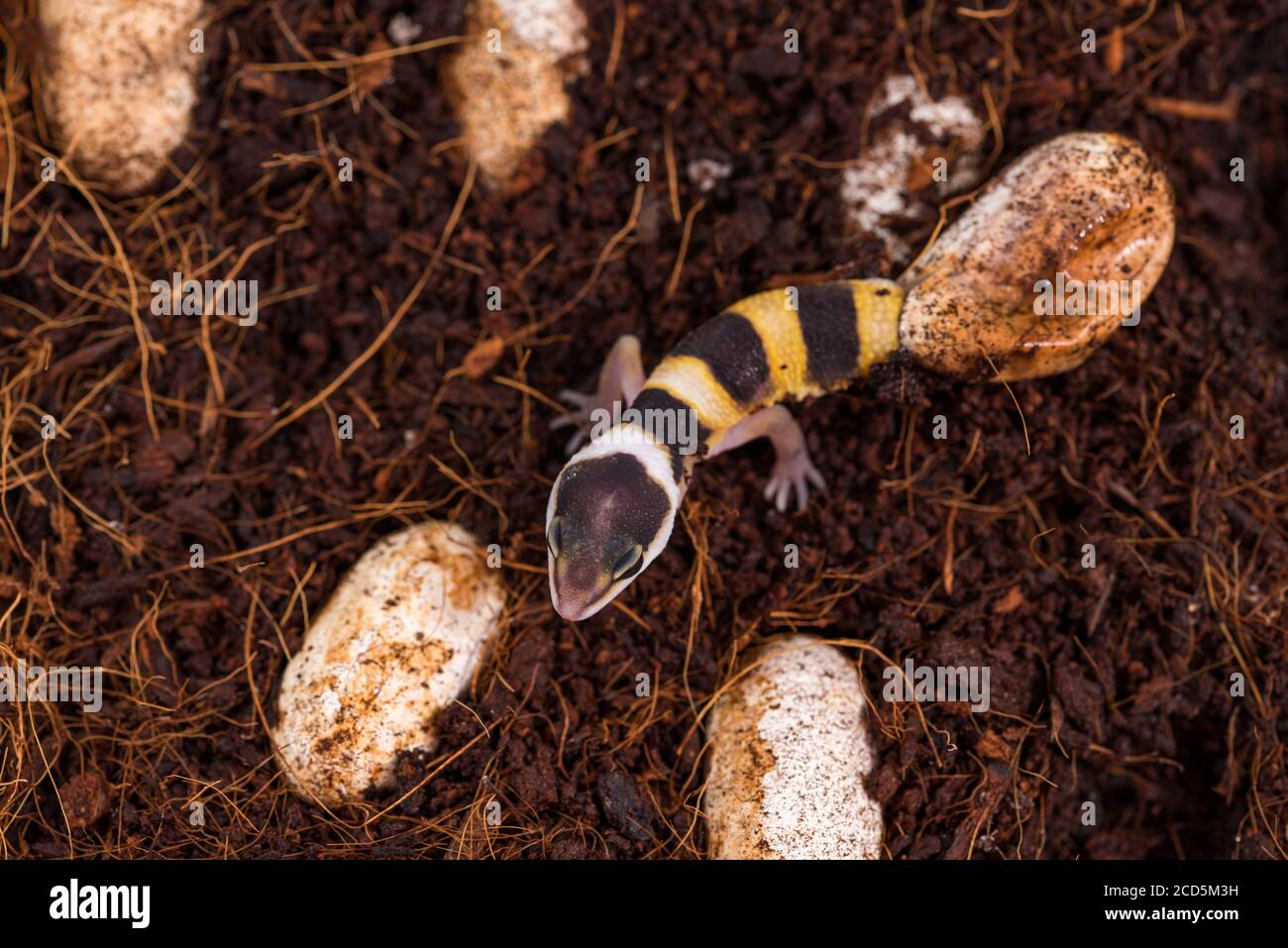 Leopard Gecko Eggs Hatching