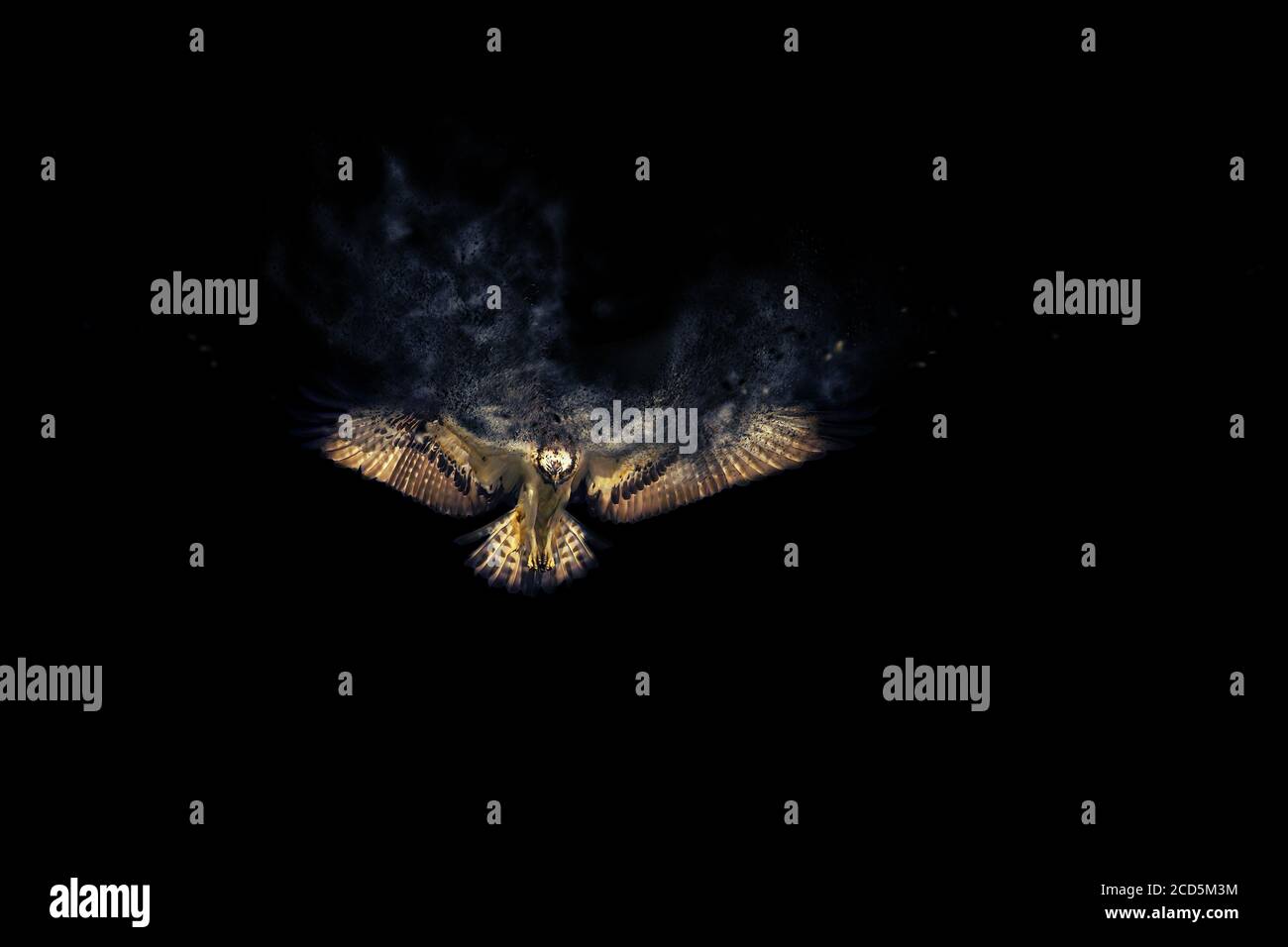 Animal dispersion hi-res stock photography and images - Alamy