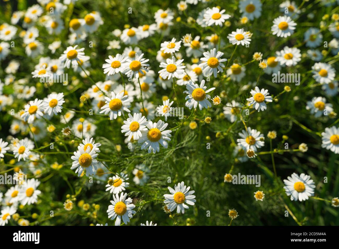 Medicinal chamomile officinalis plant growing in a field Stock Photo ...