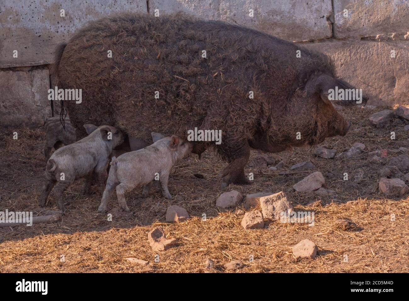 Mangalica a Hungarian breed of domestic pig. Pig mangalitsa Stock Photo ...