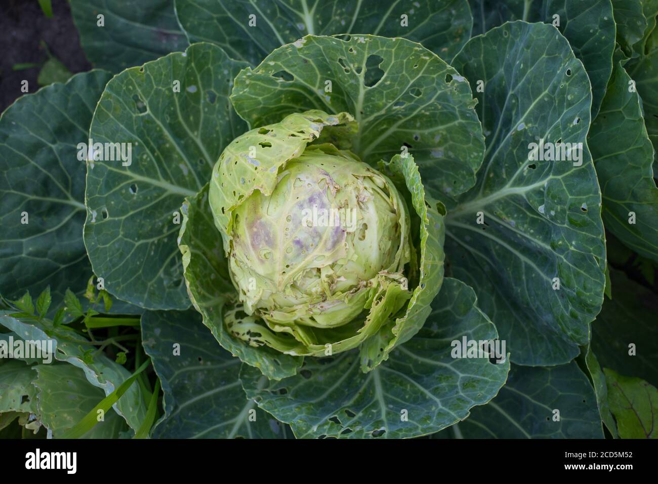 Cabbage eaten insects and pests on an agricultural field Stock Photo ...