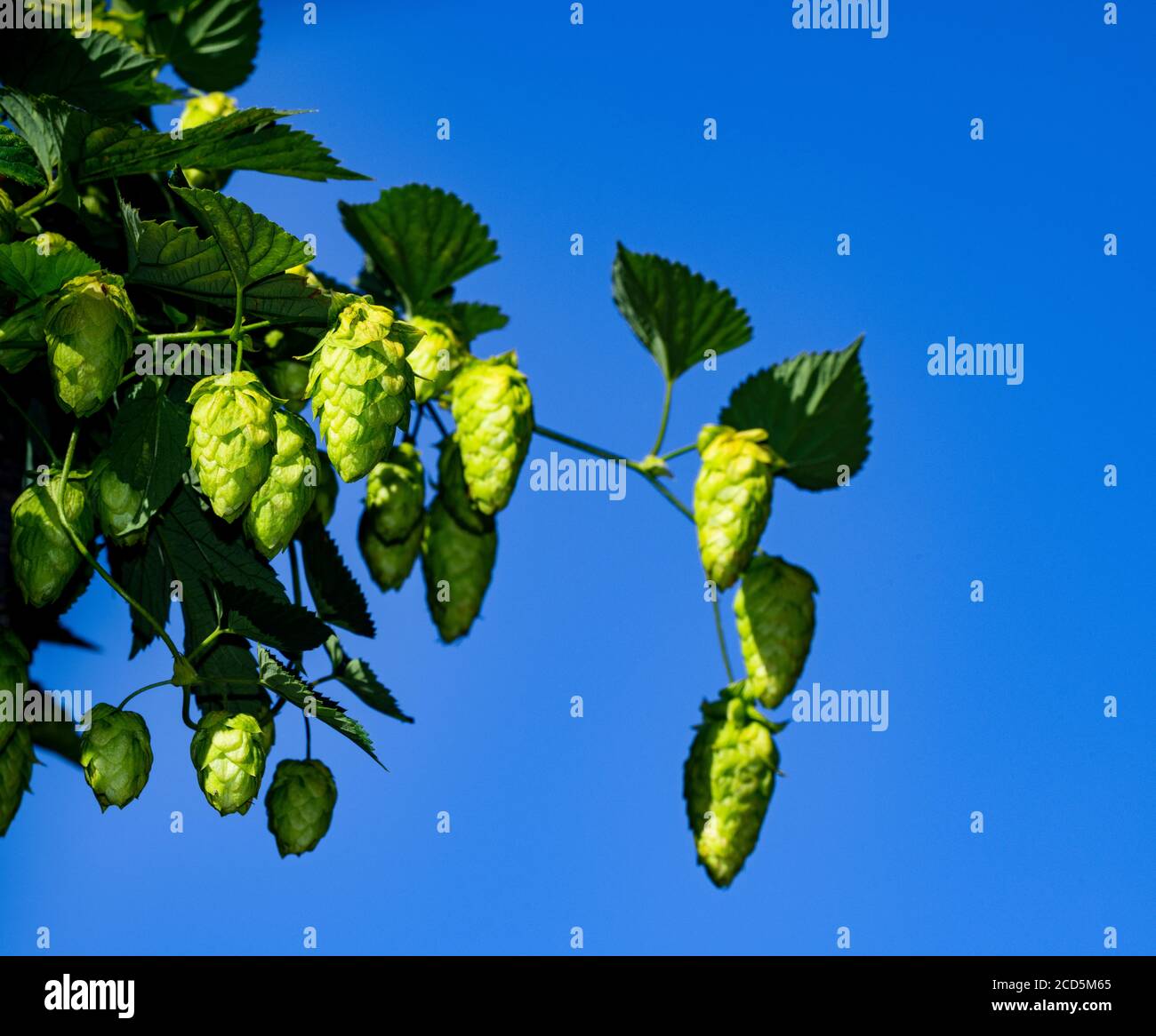 Hop into nature hi-res stock photography and images - Alamy