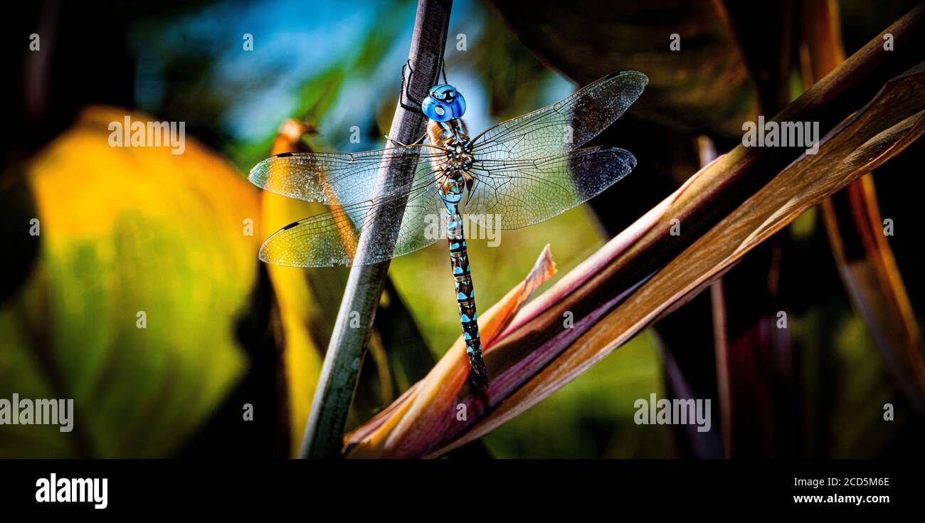 Dragonfly up close hi-res stock photography and images - Alamy