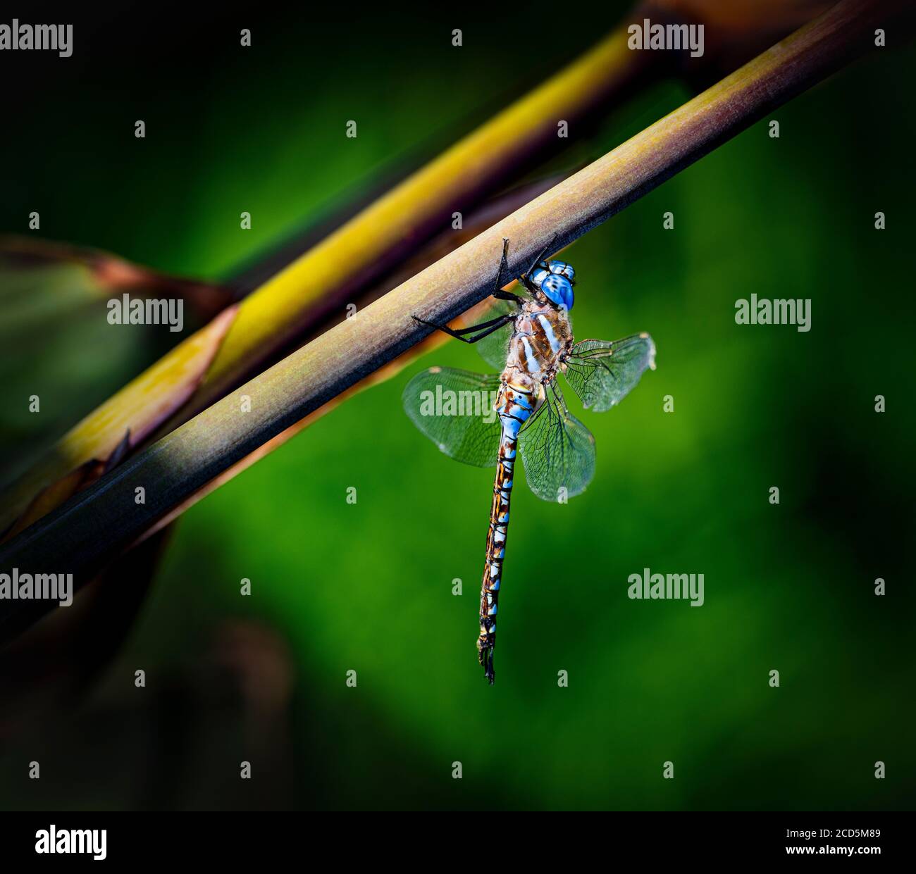 Dragonfly up close hi-res stock photography and images - Alamy