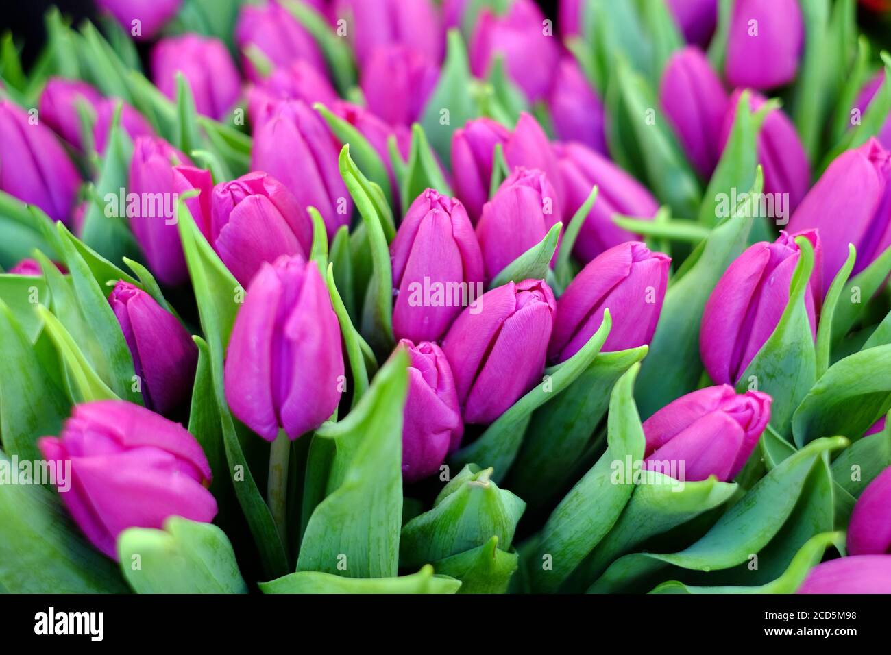 Beautiful buds hi-res stock photography and images - Alamy