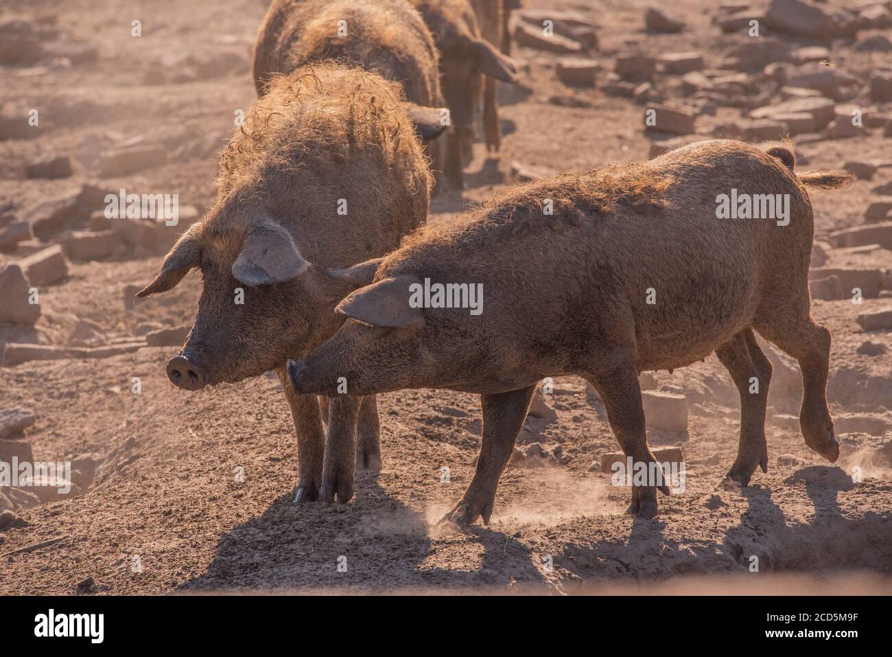 Mangalica a Hungarian breed of domestic pig. Pig mangalitsa Stock Photo ...