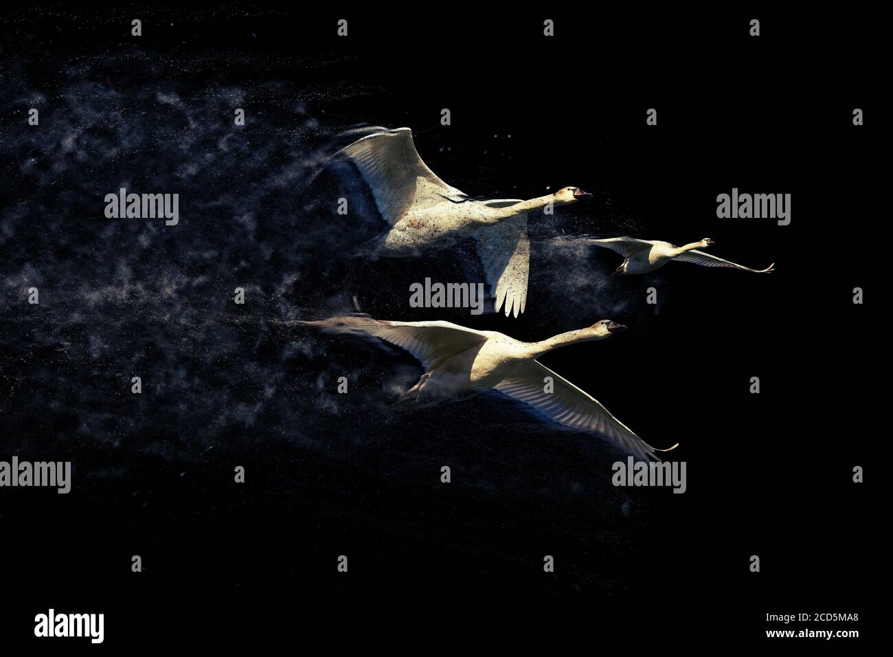 Flying bird. Dispersion, splatter effect. Black background Stock Photo ...