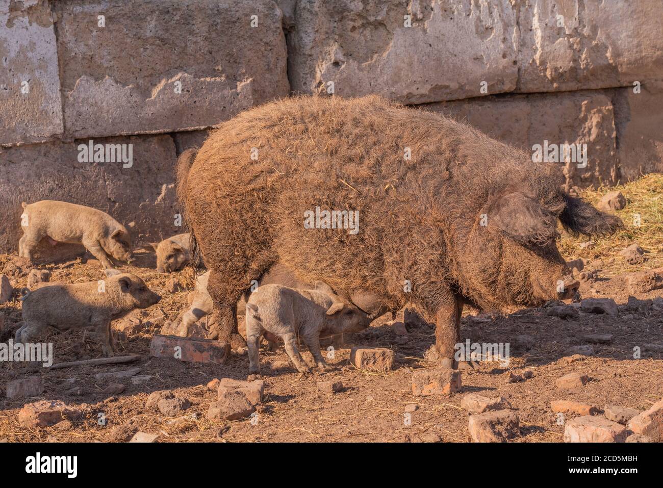 Mangalica a Hungarian breed of domestic pig. Pig mangalitsa Stock Photo ...
