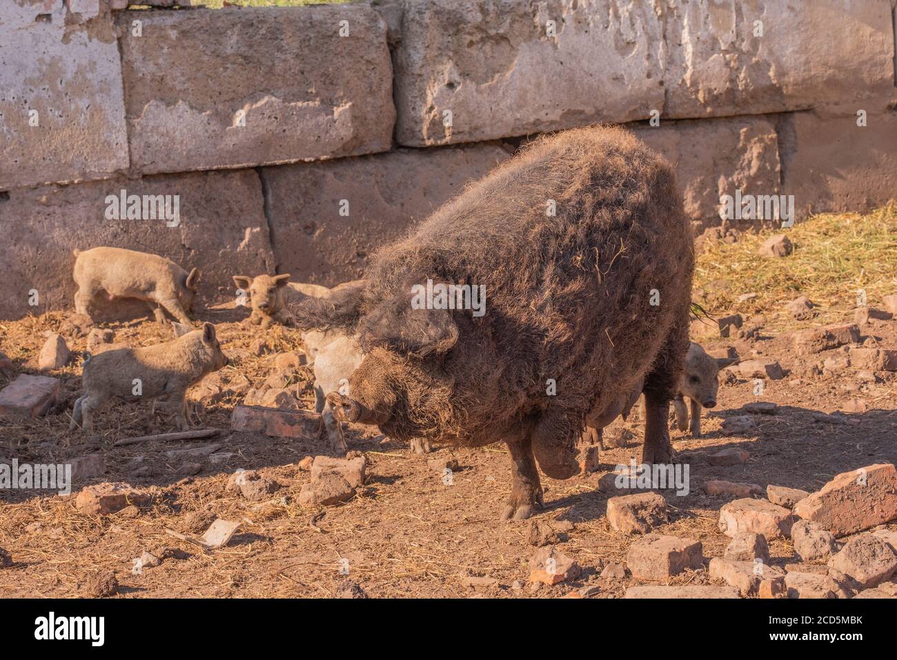 Mangalica a Hungarian breed of domestic pig. Pig mangalitsa Stock Photo ...