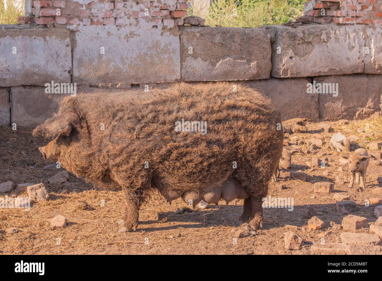 Mangalica a Hungarian breed of domestic pig. Pig mangalitsa Stock Photo ...