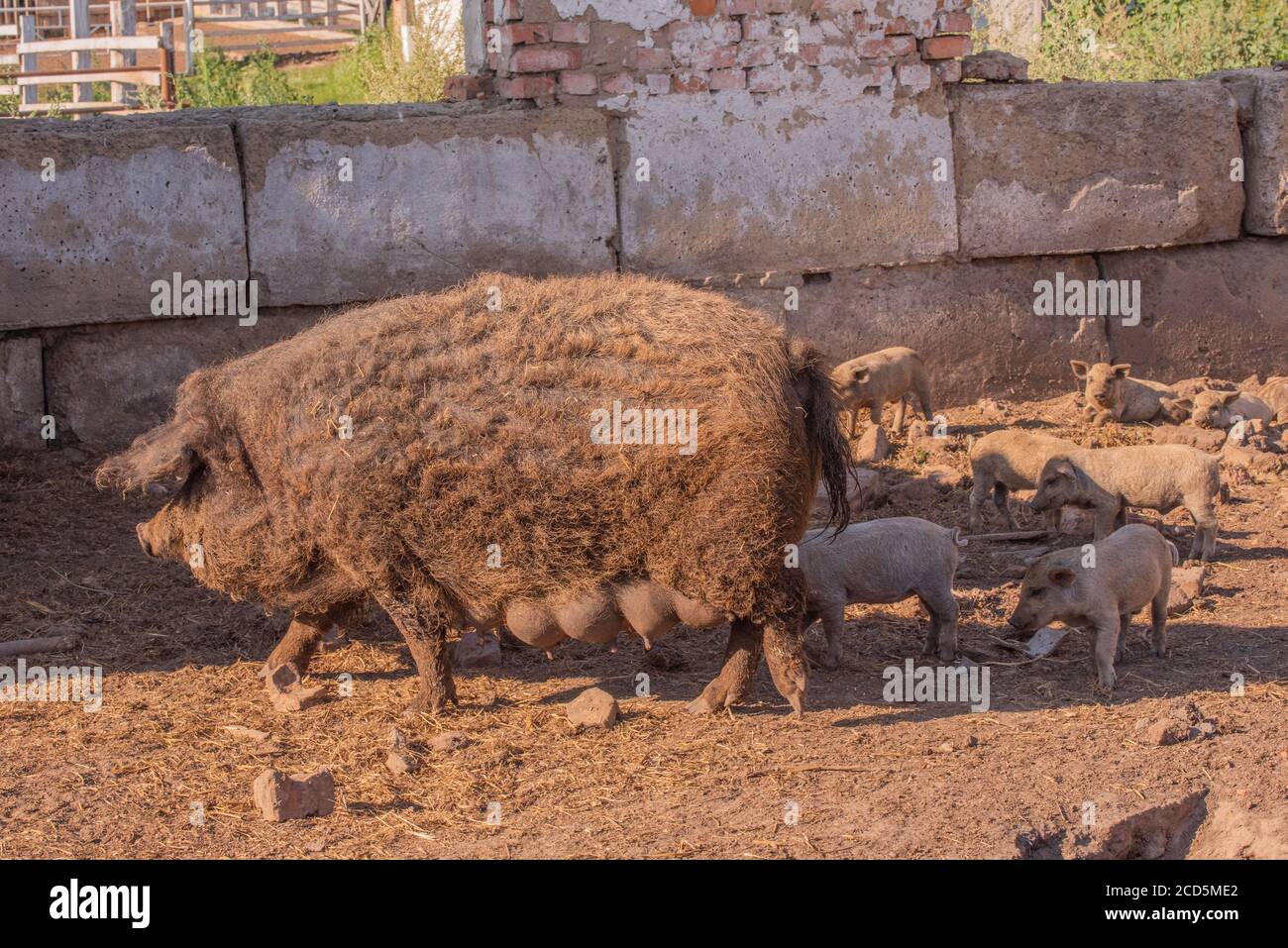 Mangalica a Hungarian breed of domestic pig. Pig mangalitsa Stock Photo ...