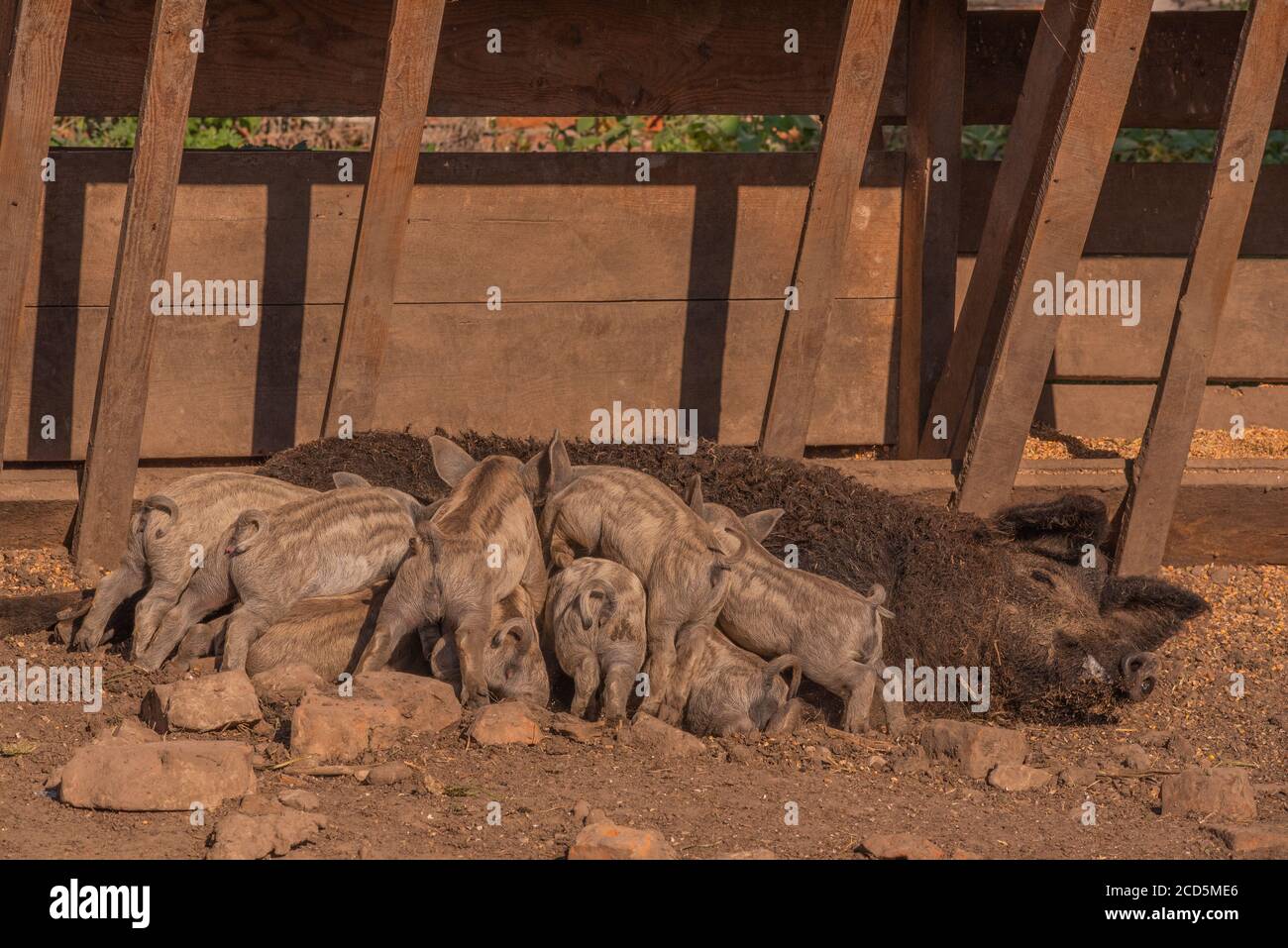 Mangalica a Hungarian breed of domestic pig. Pig mangalitsa Stock Photo ...