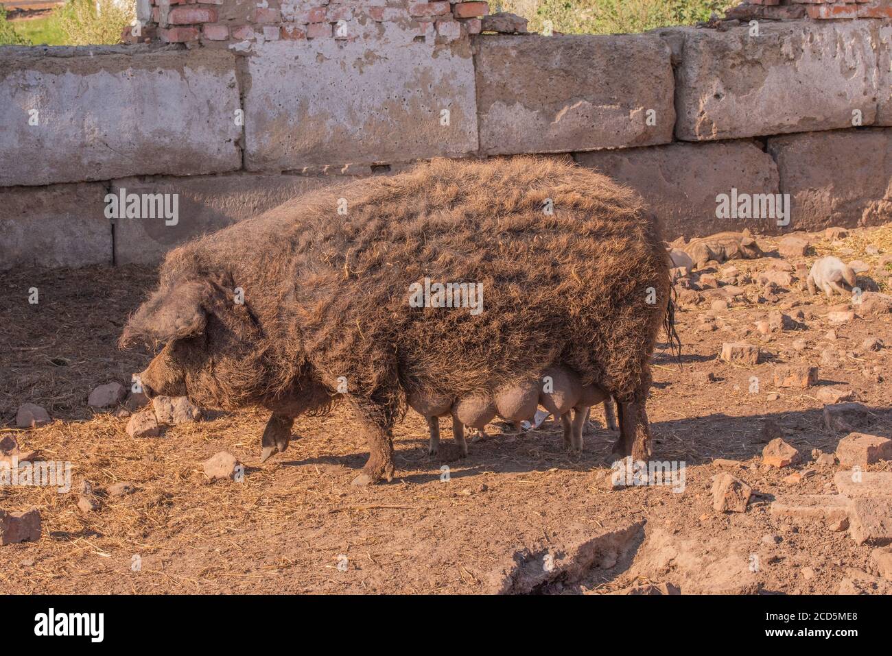 Mangalica a Hungarian breed of domestic pig. Pig mangalitsa Stock Photo ...