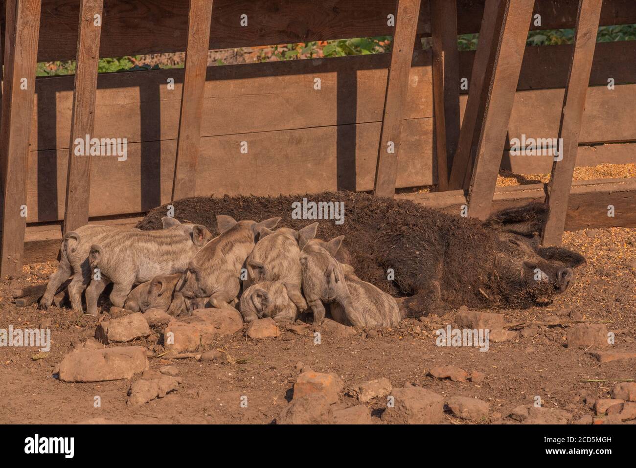 Mangalica a Hungarian breed of domestic pig. Pig mangalitsa Stock Photo ...