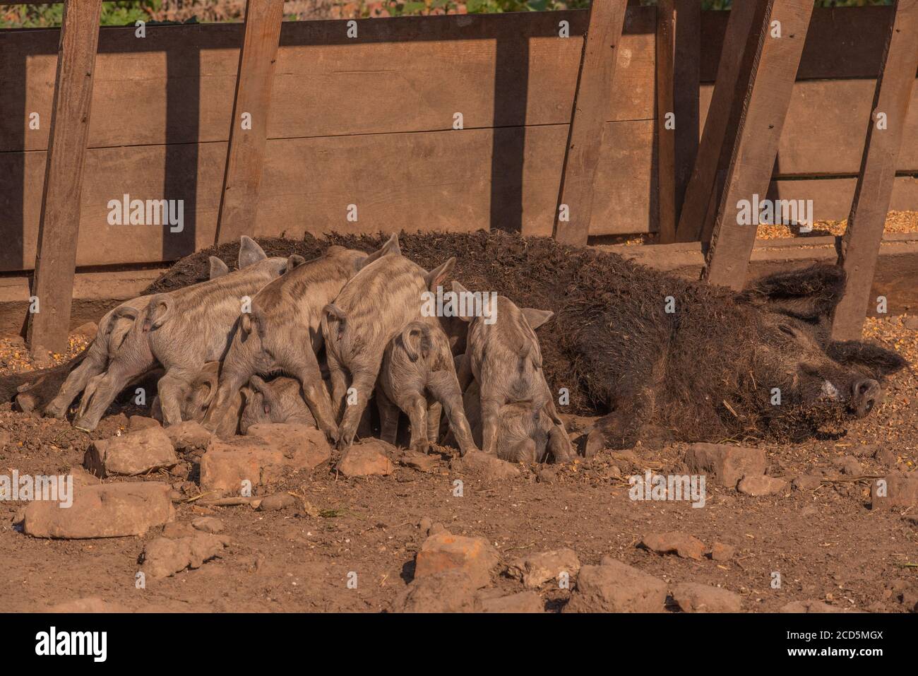 Mangalica a Hungarian breed of domestic pig. Pig mangalitsa Stock Photo ...