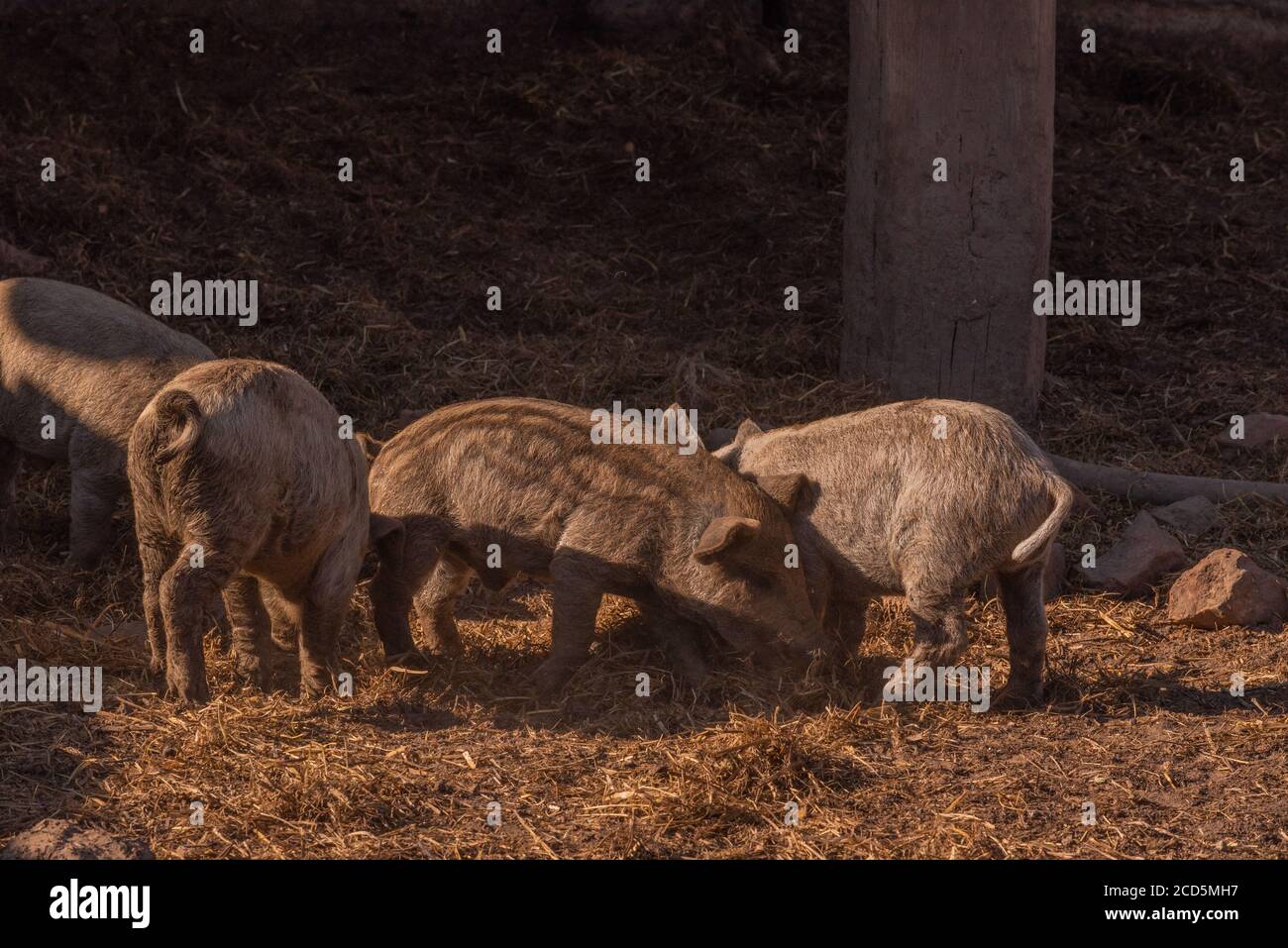 Mangalica a Hungarian breed of domestic pig. Pig mangalitsa Stock Photo ...