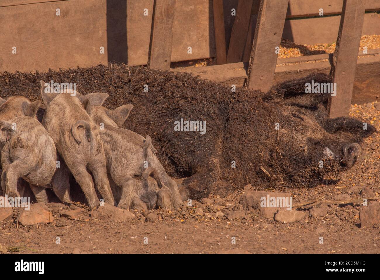 Mangalica a Hungarian breed of domestic pig. Pig mangalitsa Stock Photo ...