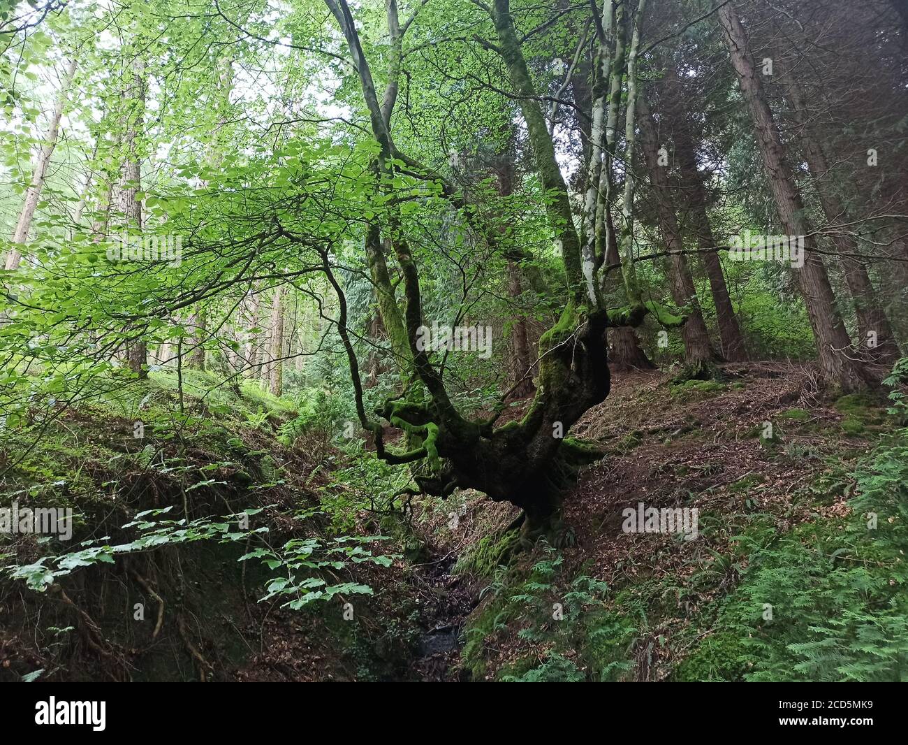 Short tree tall tree hi-res stock photography and images - Alamy