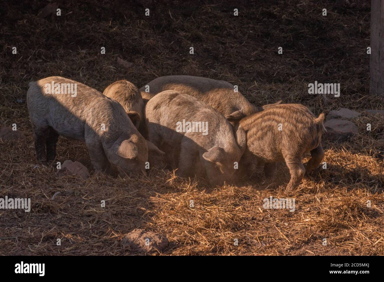 Mangalica a Hungarian breed of domestic pig. Pig mangalitsa Stock Photo ...