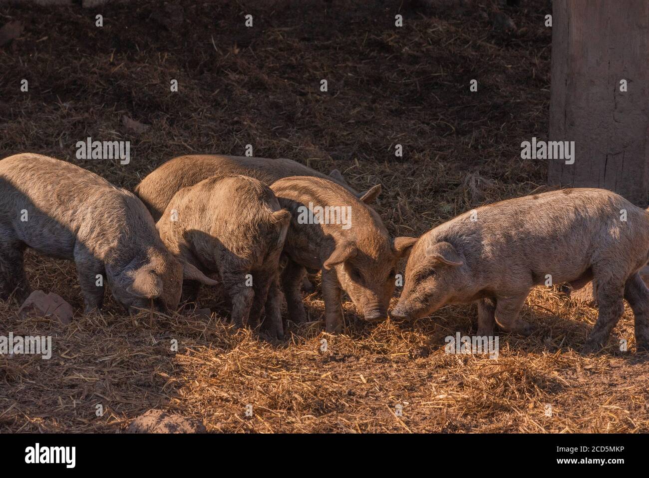 Mangalica a Hungarian breed of domestic pig. Pig mangalitsa Stock Photo ...