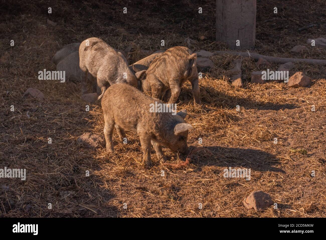 Mangalica a Hungarian breed of domestic pig. Pig mangalitsa Stock Photo ...