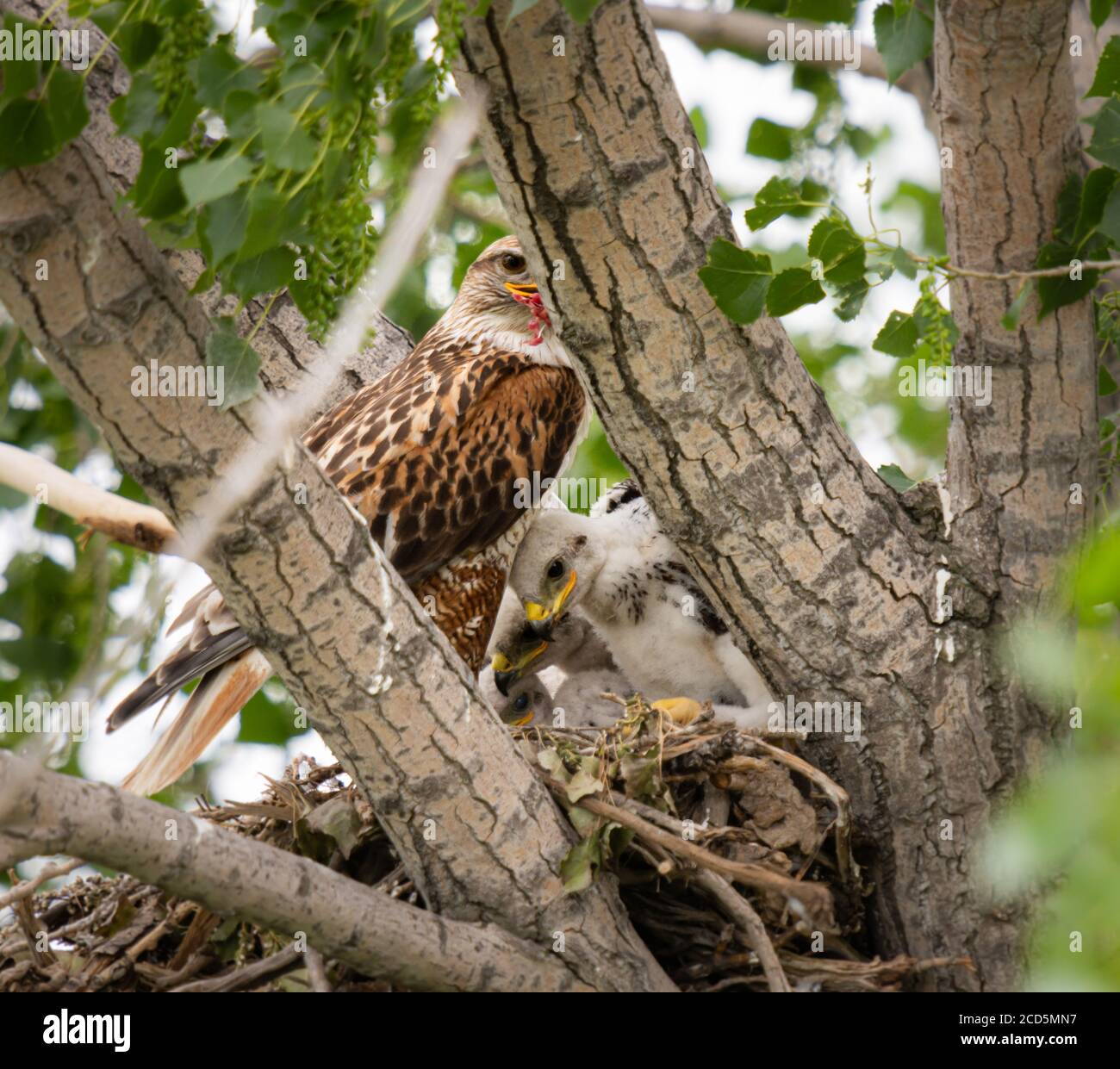 Red Tailed Hawk Family Tree