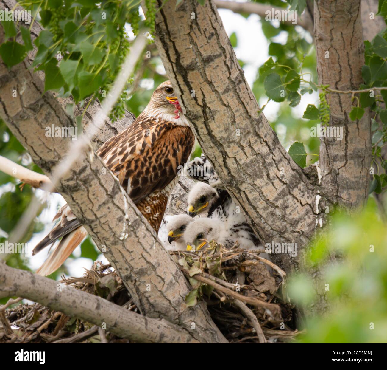 Red tailed hawk family Stock Photo - Alamy