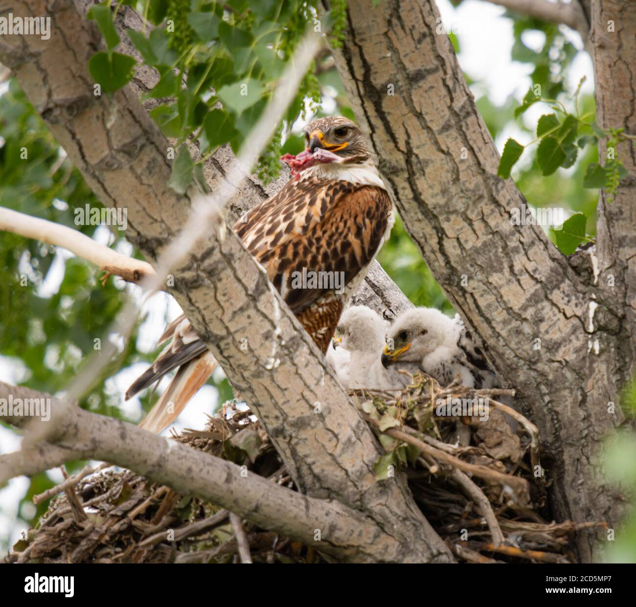 Red tailed hawk family Stock Photo - Alamy