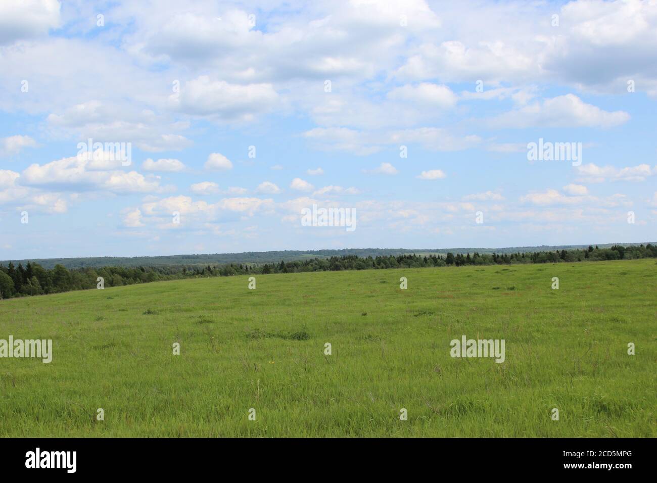 Green field, forest on the horizon. Green nature landscape background ...
